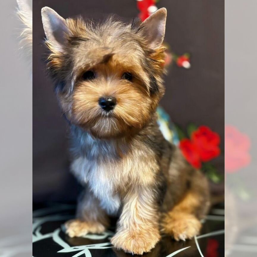 Цветной Йорк Твид блэк мерле мальчик