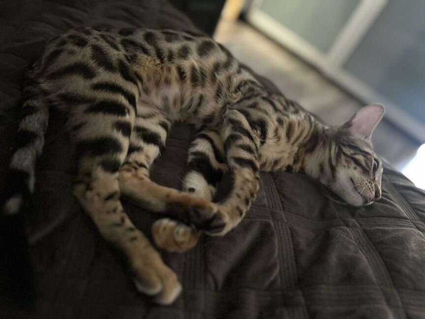 Бенгальская