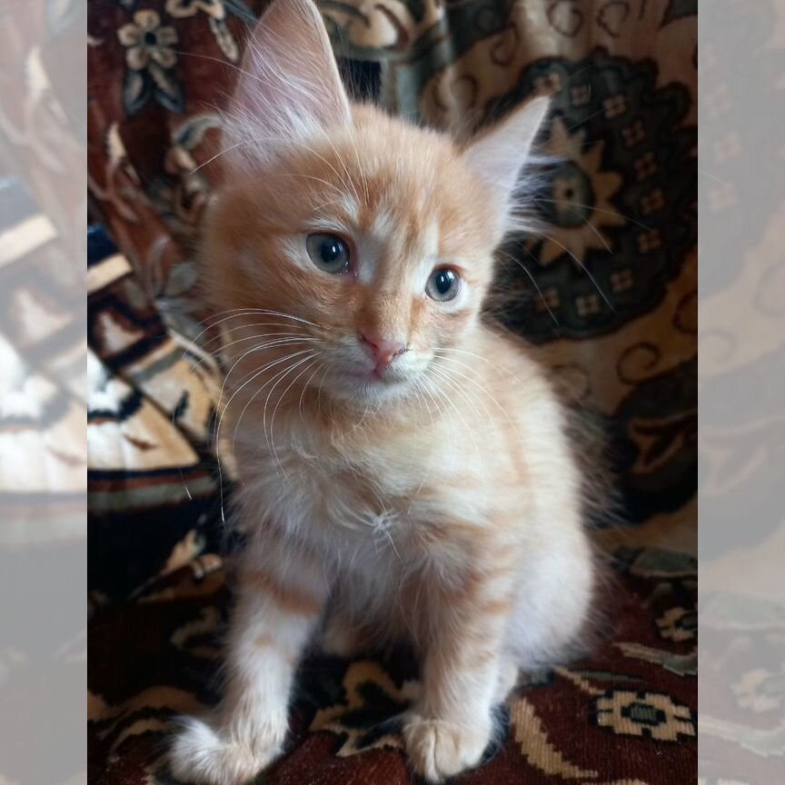 Отдам котенка мальчика в добрые руки