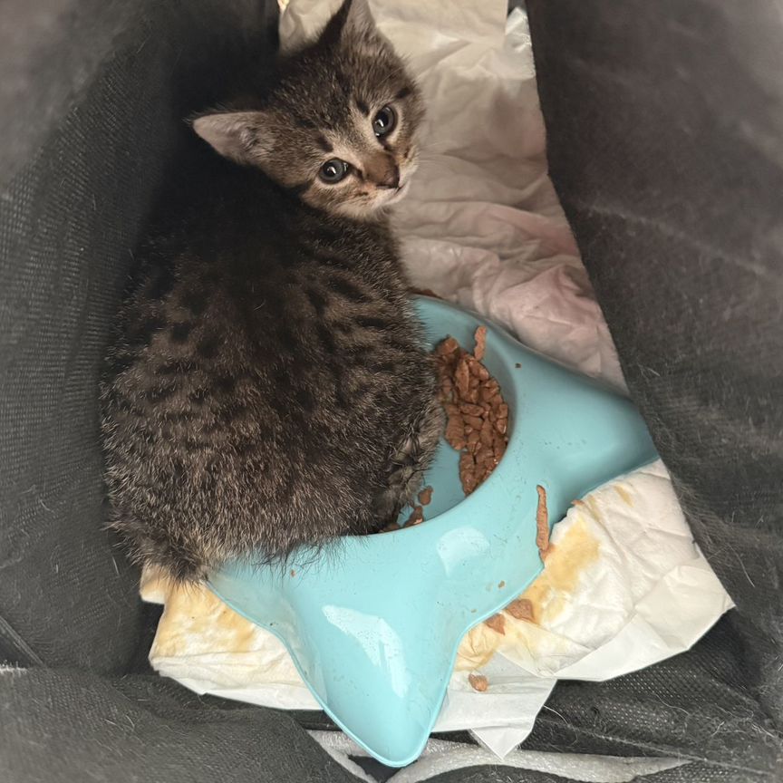 Котёнок в добрые руки