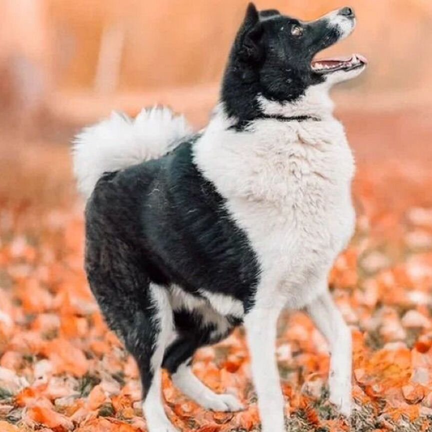 Аль Пачино ищет дом. Собака в добрые руки