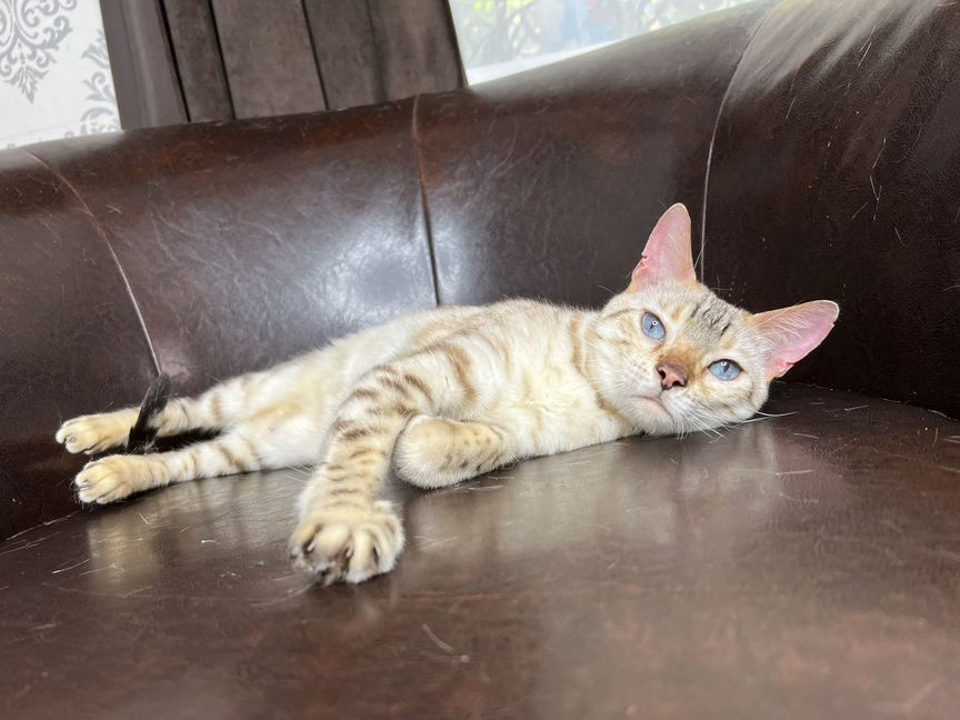 Бенгальская снежная девочка