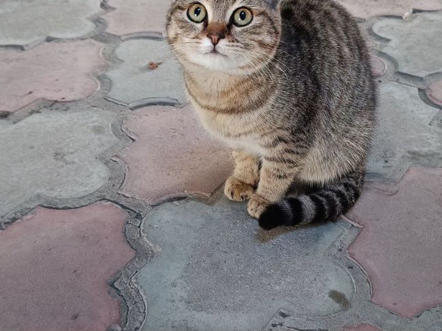 Ищем cамыx лучших xoзяев для ласковой кошечки