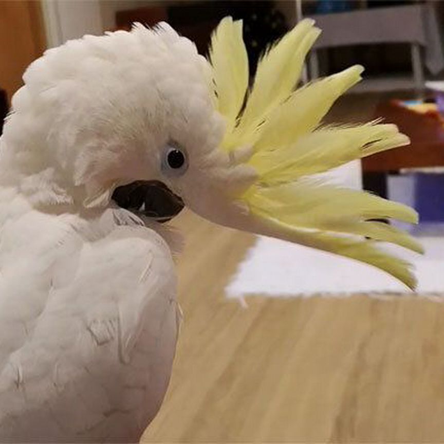 Попугай какаду