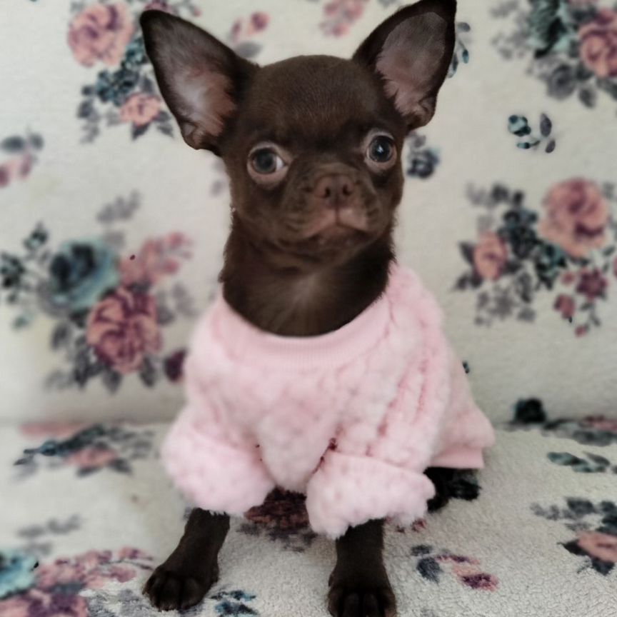 Чихуахуа, щенок