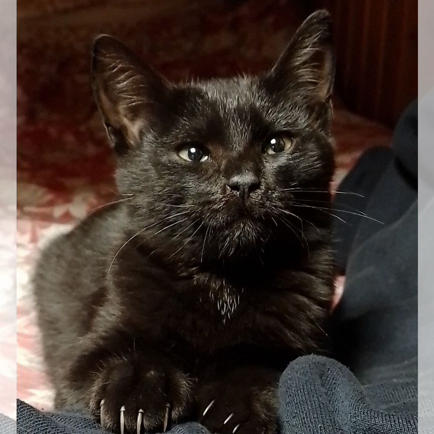 Котик черный ищет сердца