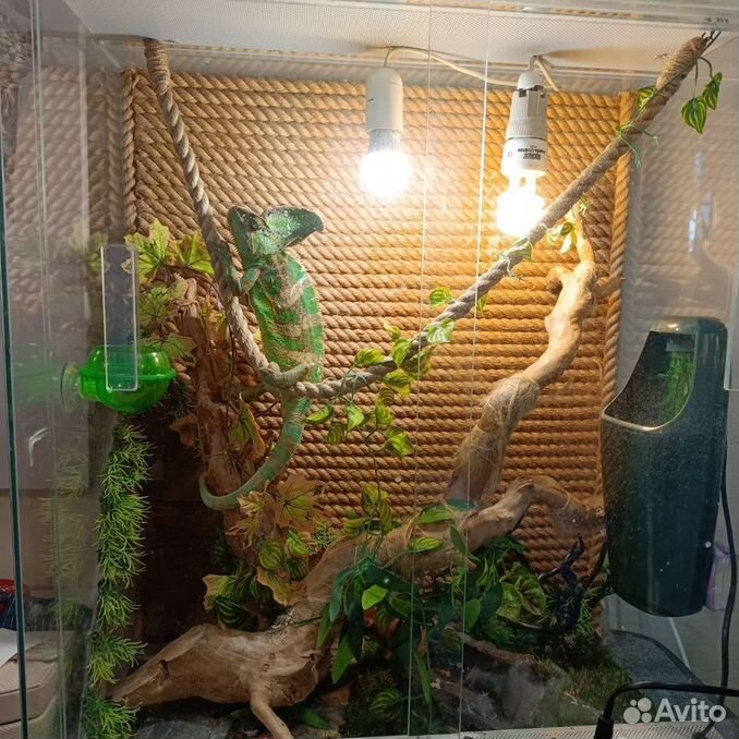 Йеменский хамелеон