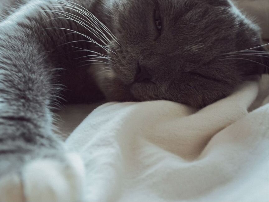 Шотландская кошка