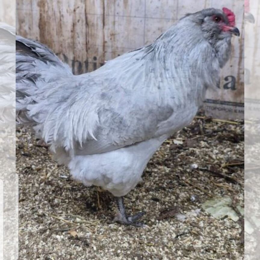 Домашние молодые петухи