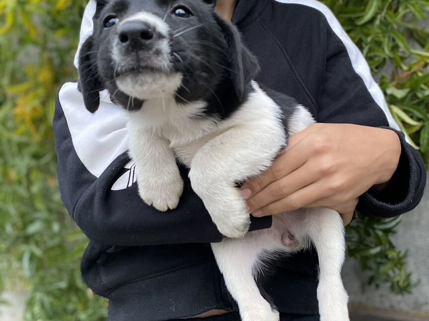 Бездомный щенок в самые добрые руки