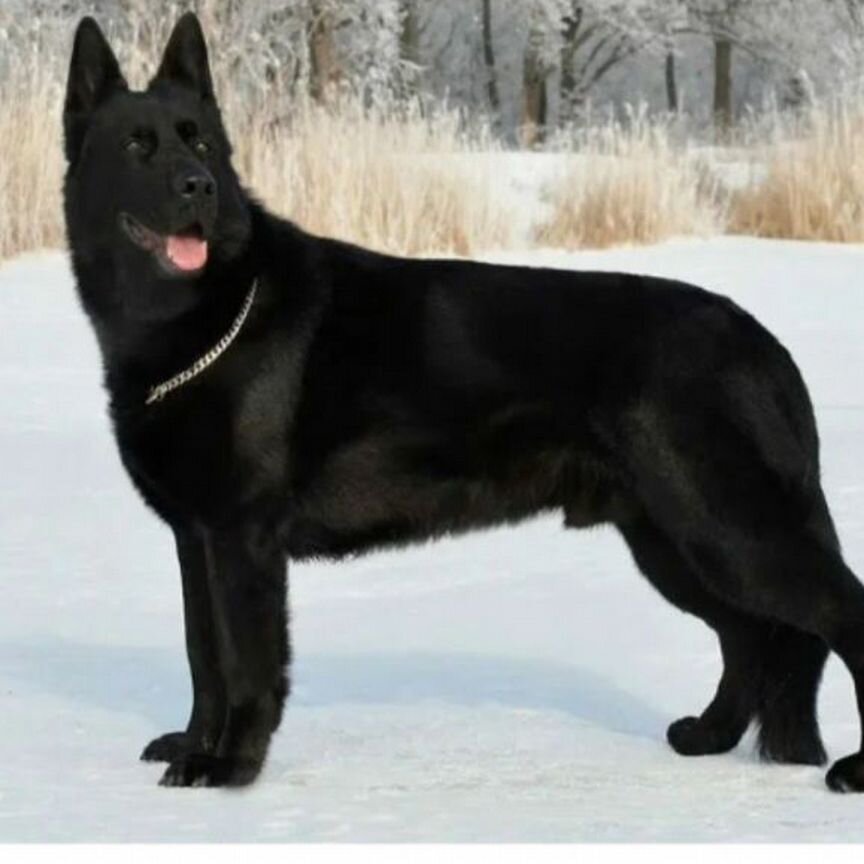 Восточноевропейская овчарка, взрослая собака