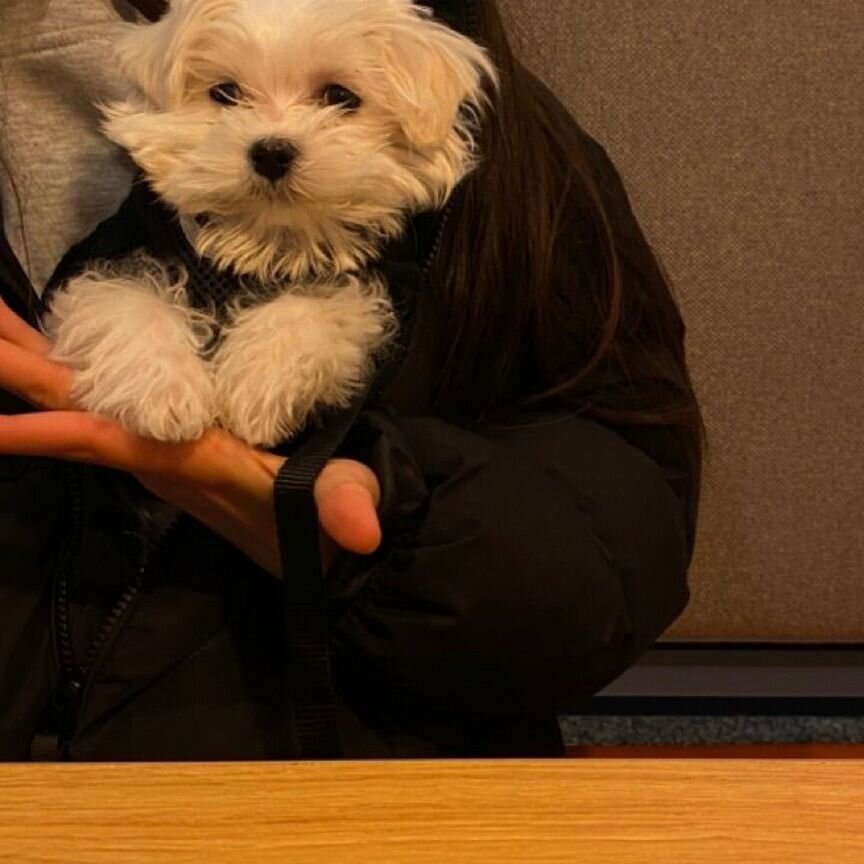 Мальчик мальтезе