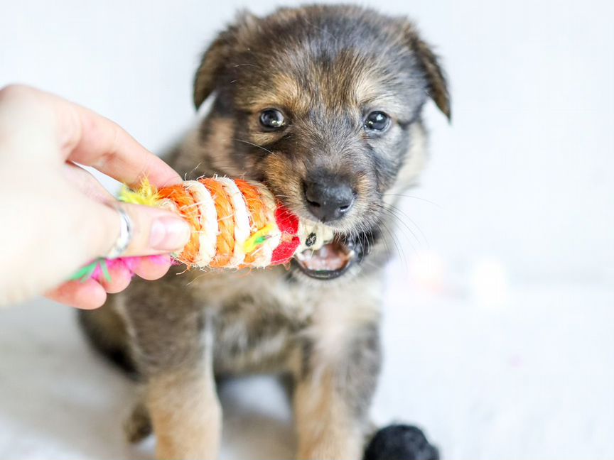 Щенки девочки ищут родителей