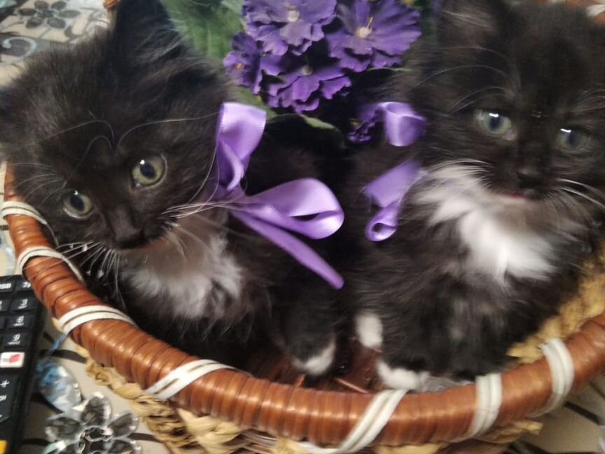 Котята мальчики 1, 5 месяца