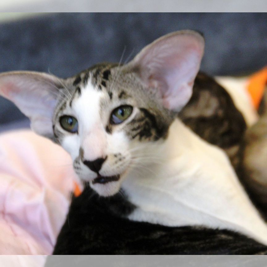 Ориентальная кошка, взрослая