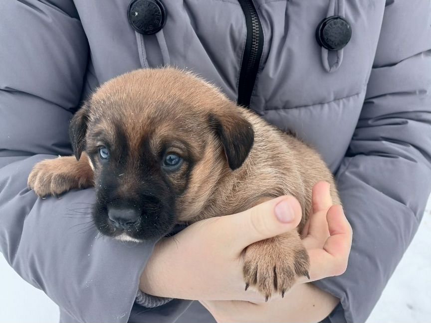 Щеночек дворняжка в добрые руки