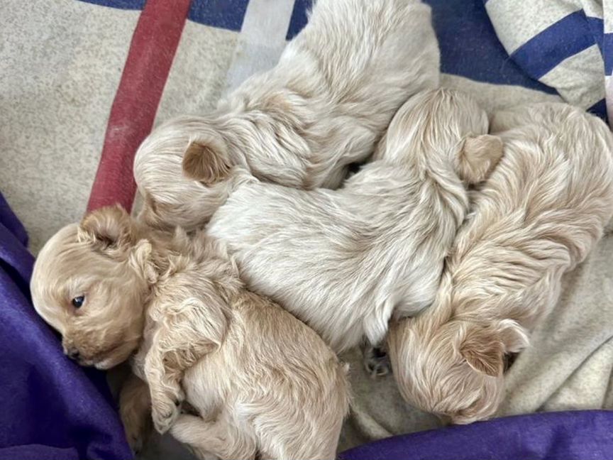 Мальтипу микро Корея легендарные maltipoo f1