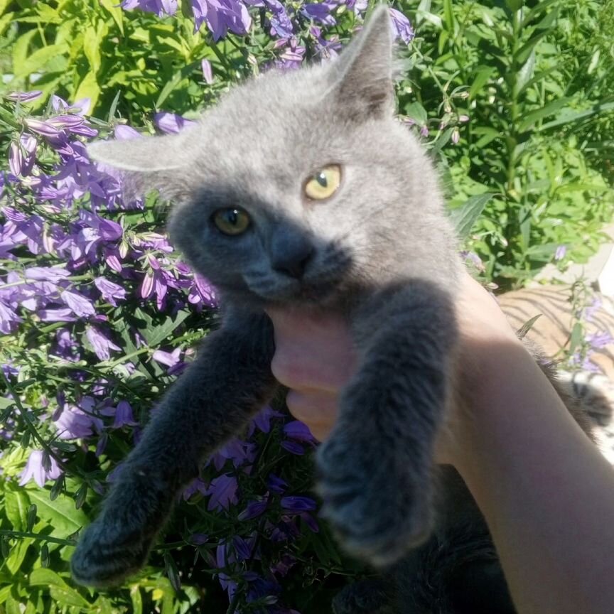 Британский котёнок