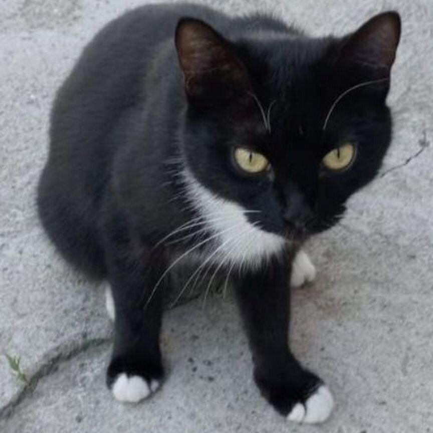 Взрослая кошка в добрые руки