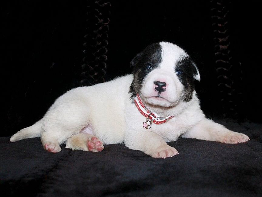 Отдам в добрые руки