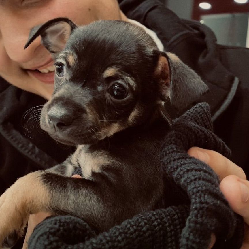 Английский той-терьер, щенок