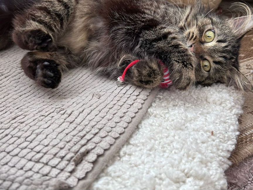 Кошка метис