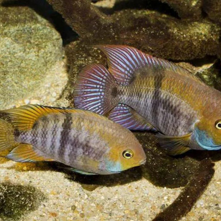 Аквариумные рыбки сэджика, попугай, анциструс