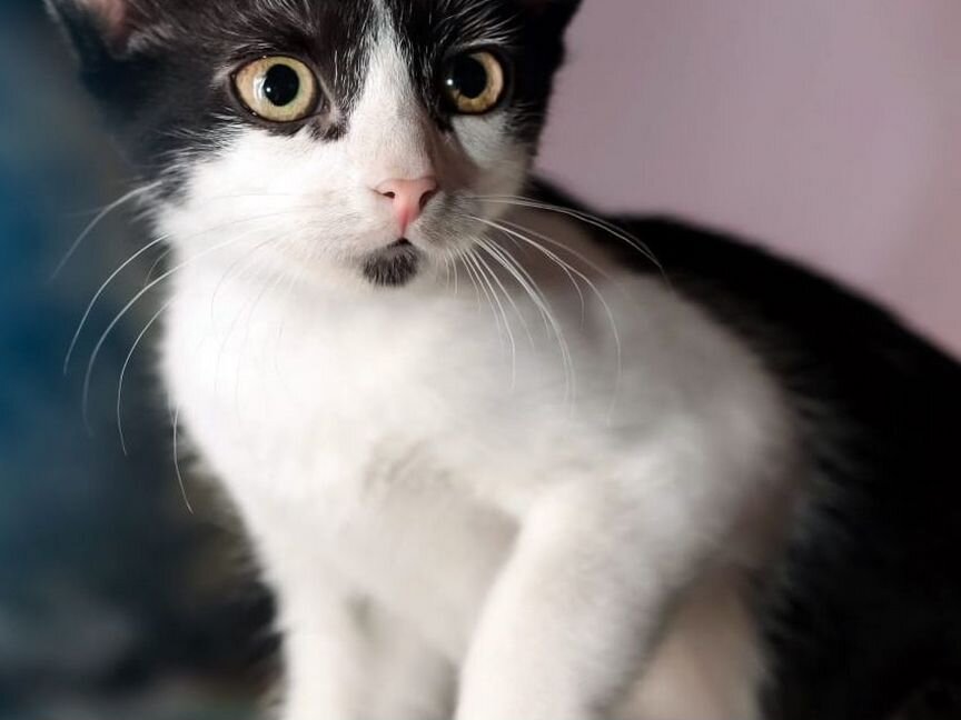 Мурзик 3 месяца