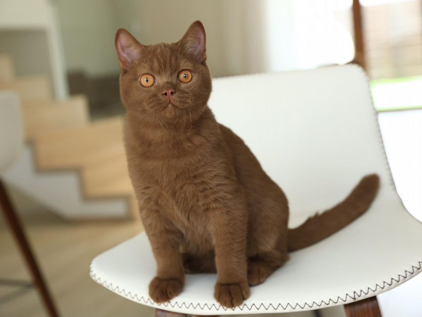 Котенок в окрасе корицы