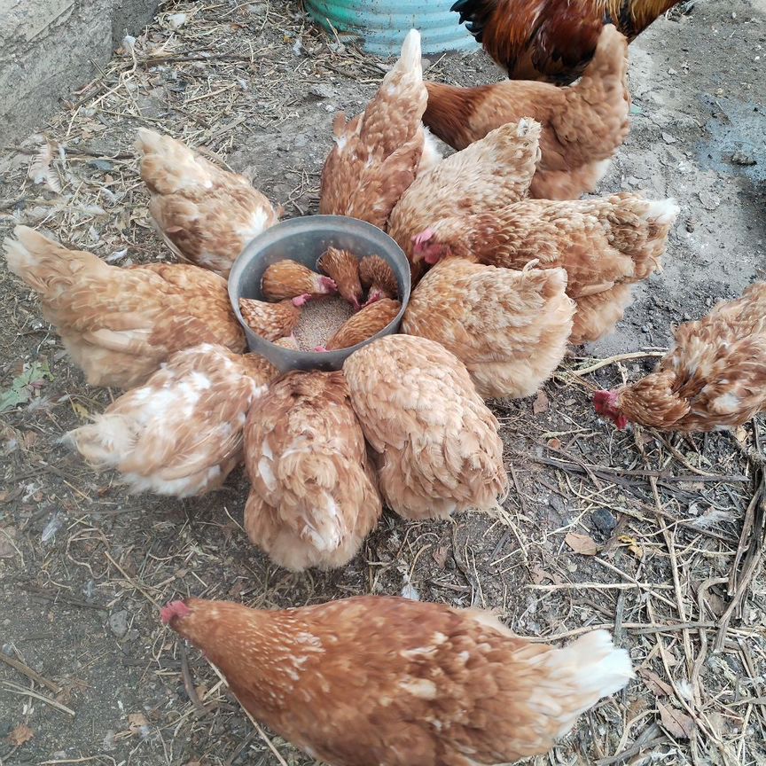 Куры-несушки и Петух