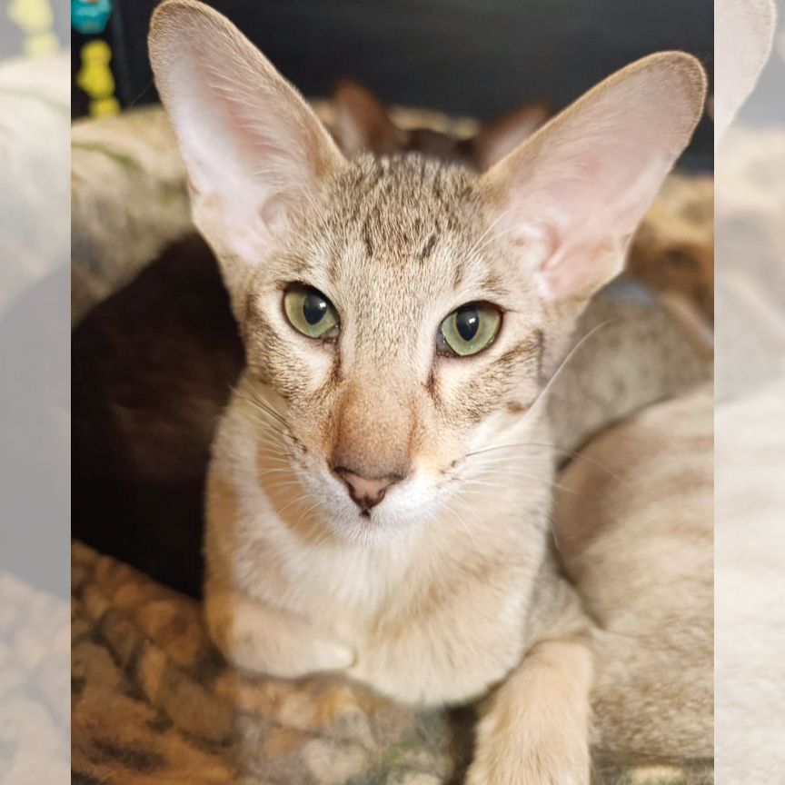 Ориентальные котята