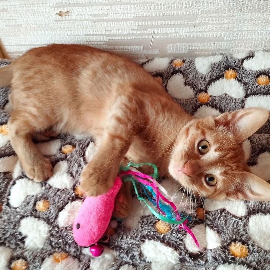 Рыжий котенок