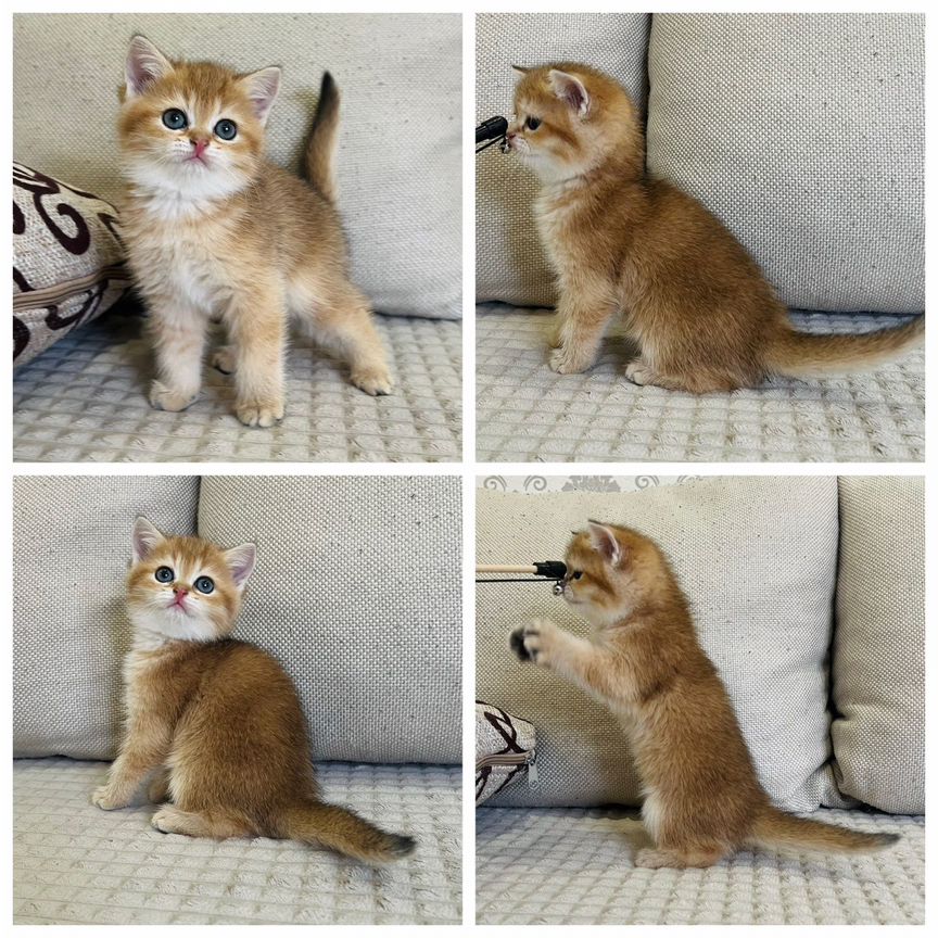 Шотландские вислоухие и прямоухие котята