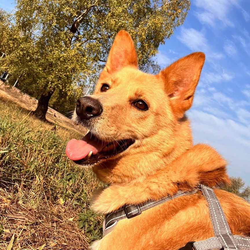 Собака в добрые руки