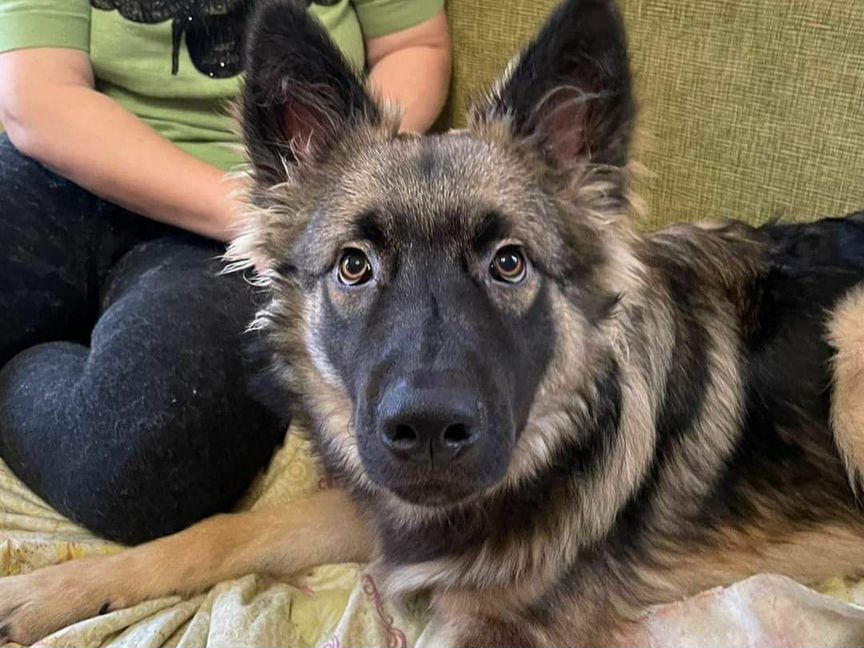 Немецкая овчарка щенок метис