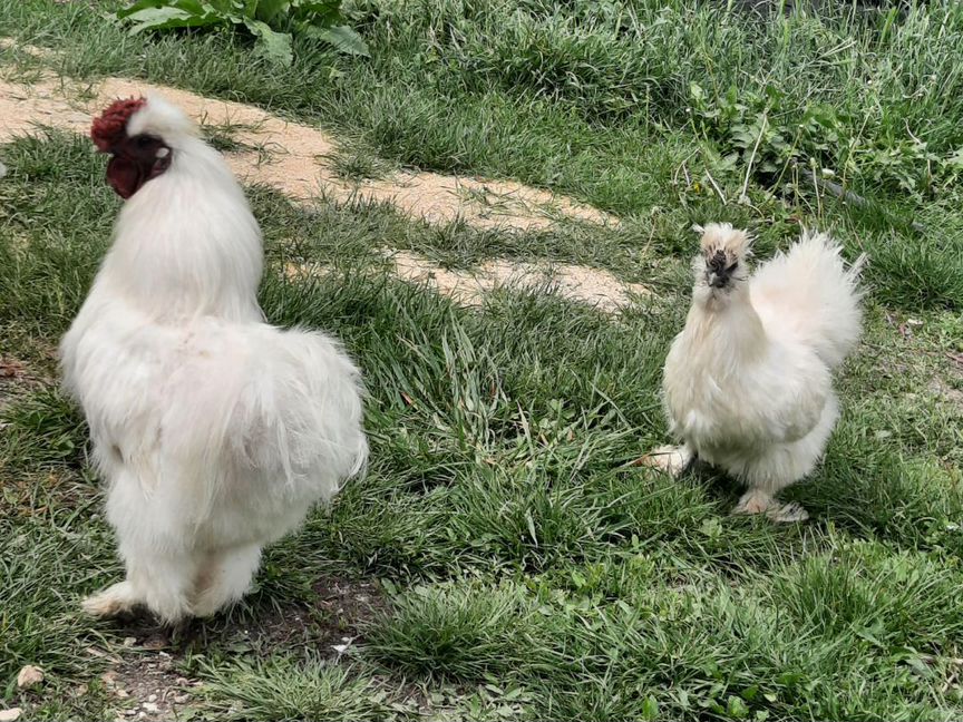 Шелковые белые пара