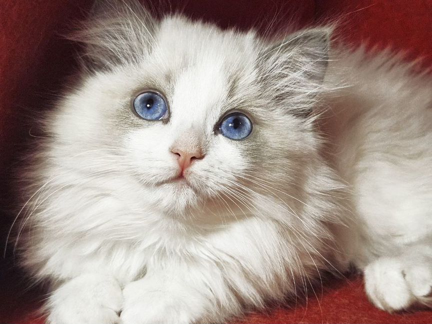 Котята рэгдолл ragdoll кошка