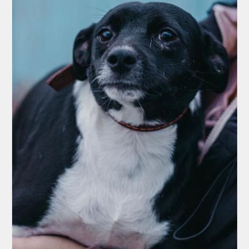 Елкая собака Рябуха