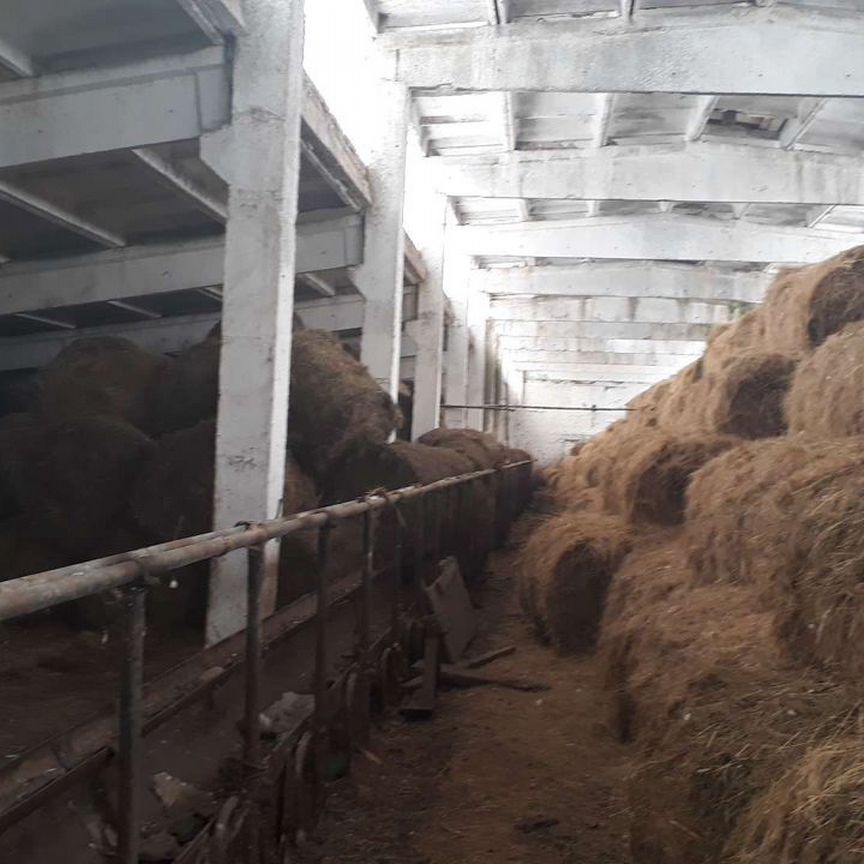 Сено в рулонах