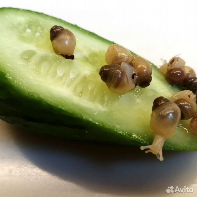 Улитки ахатины малыши