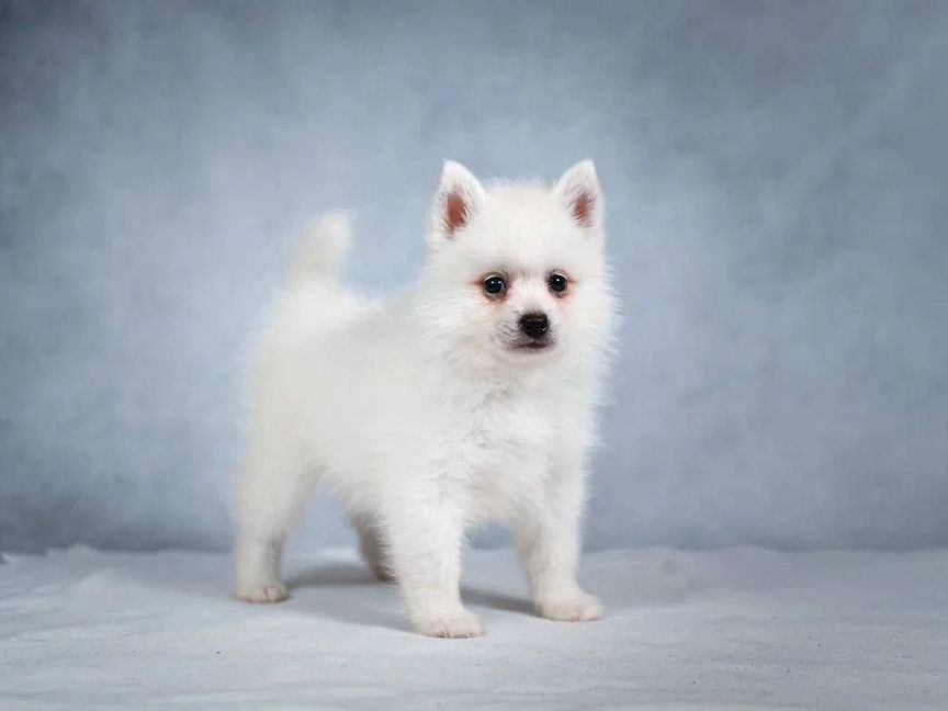 Щенки помски