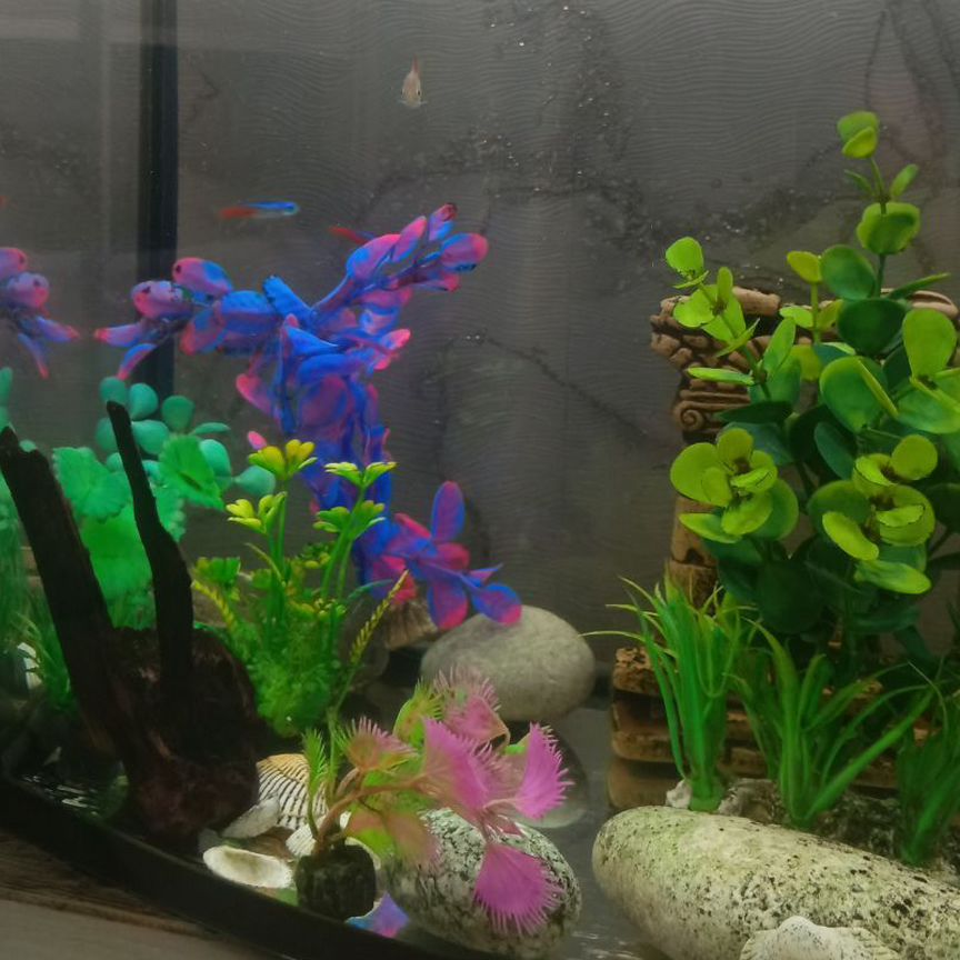 Аквариум с рыбками