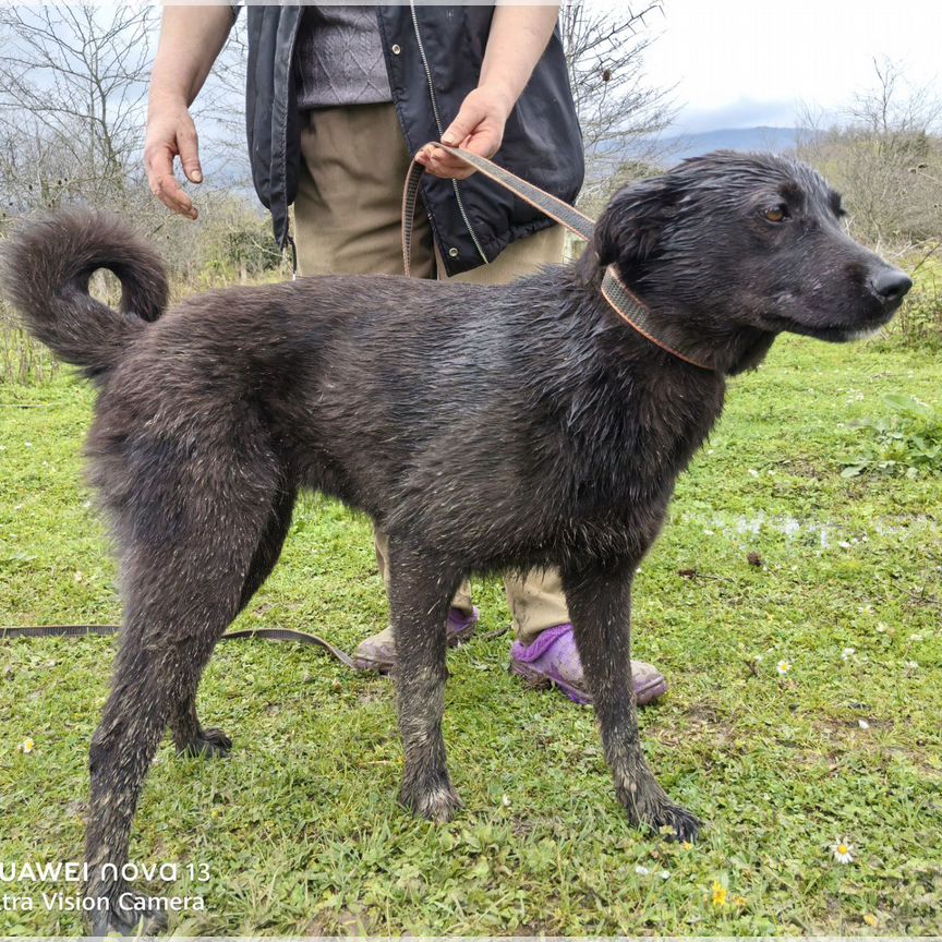 Взрослая собака в добрые руки
