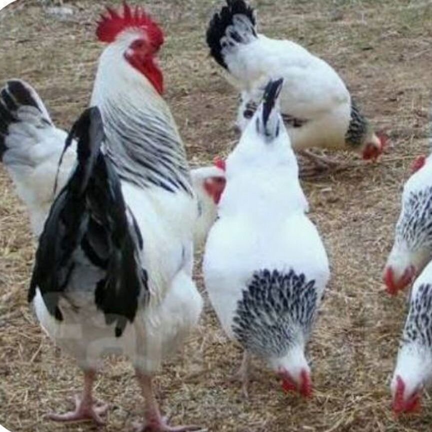 Куры молодки