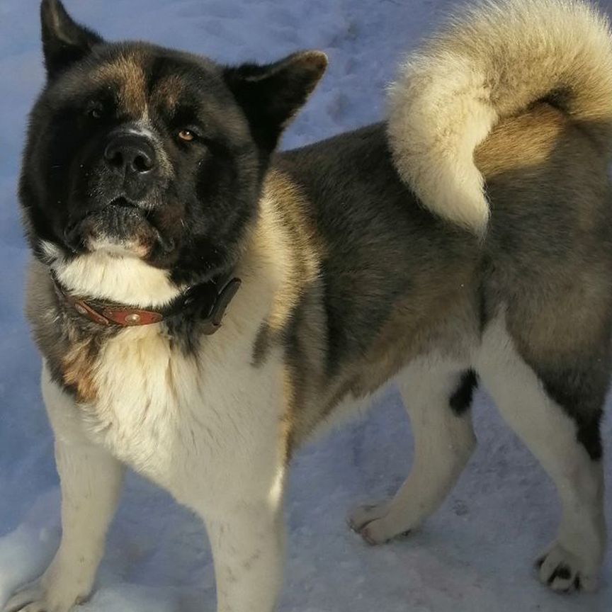 Американская акита вязка