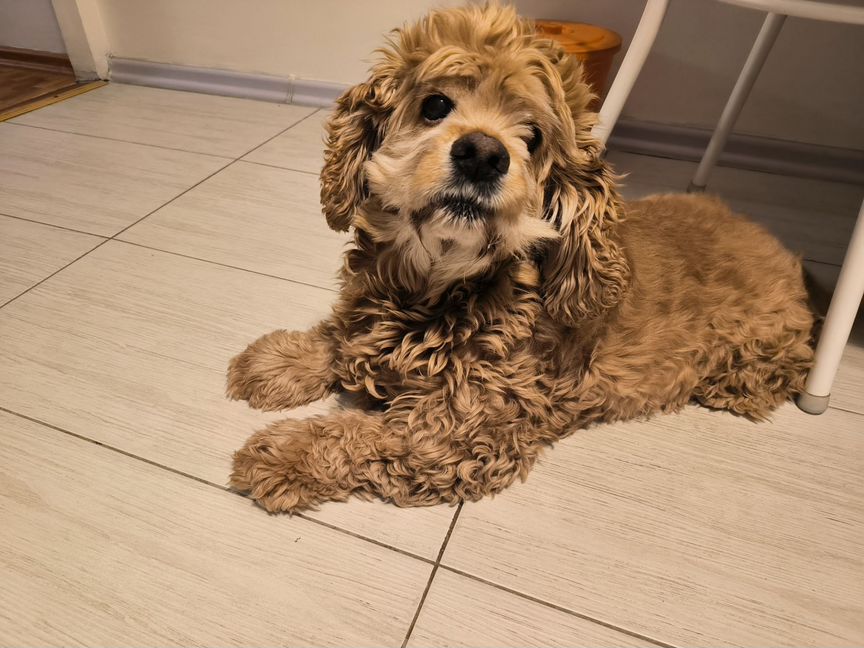 Кокер спаниель американский