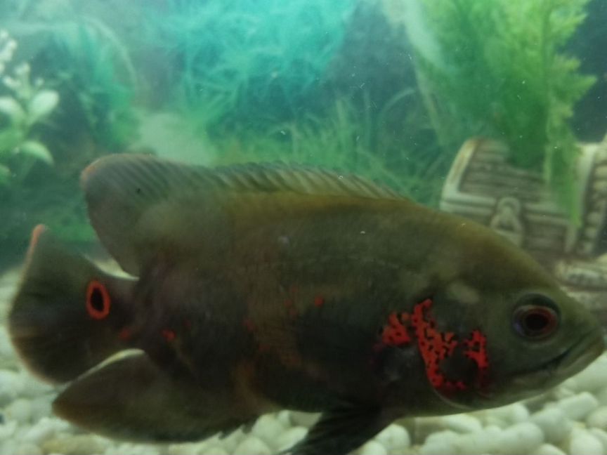 Рыба астронотус 4 мес 12 см