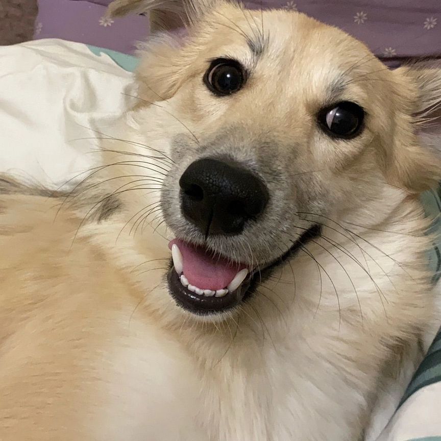 Щенок в добрые руки бесплатно