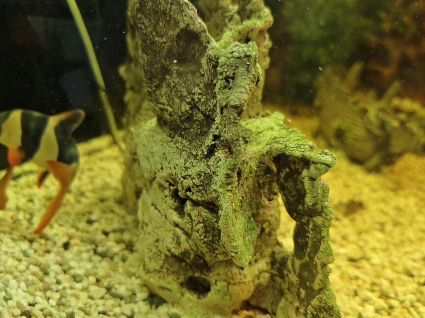 Рыбка боция клоун