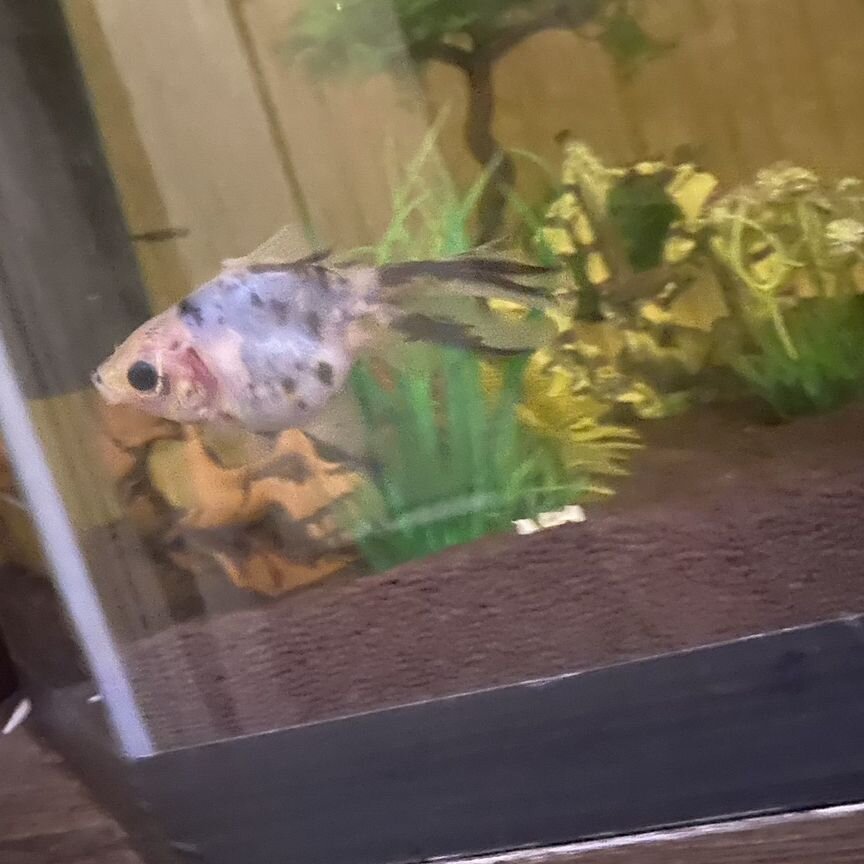 Золотая рыбка